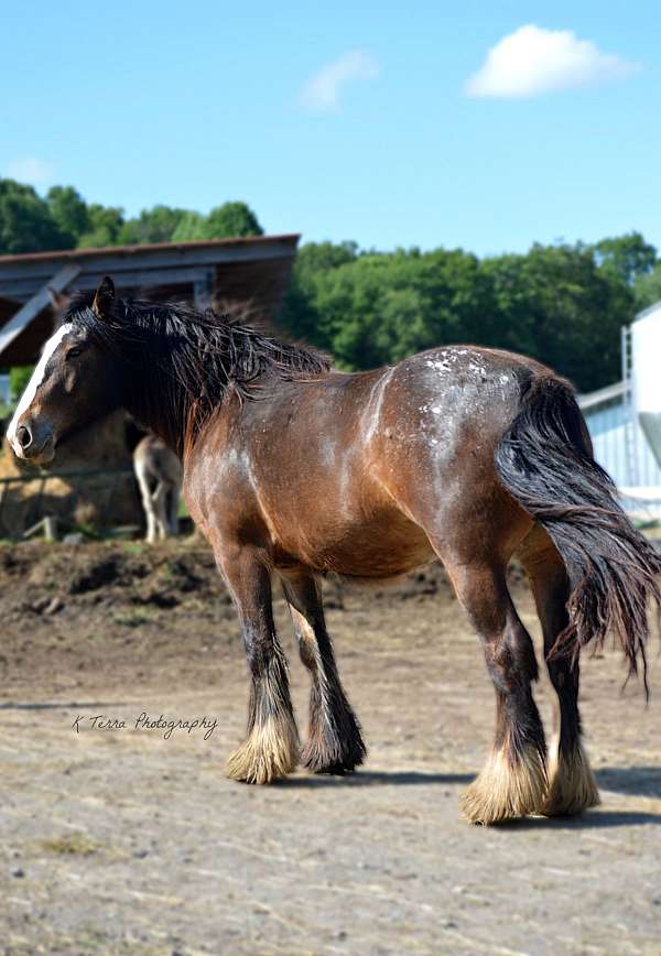 Beautiful, Tall Bay, Bred Lp Filly As a 2-in-1 in North Carolina