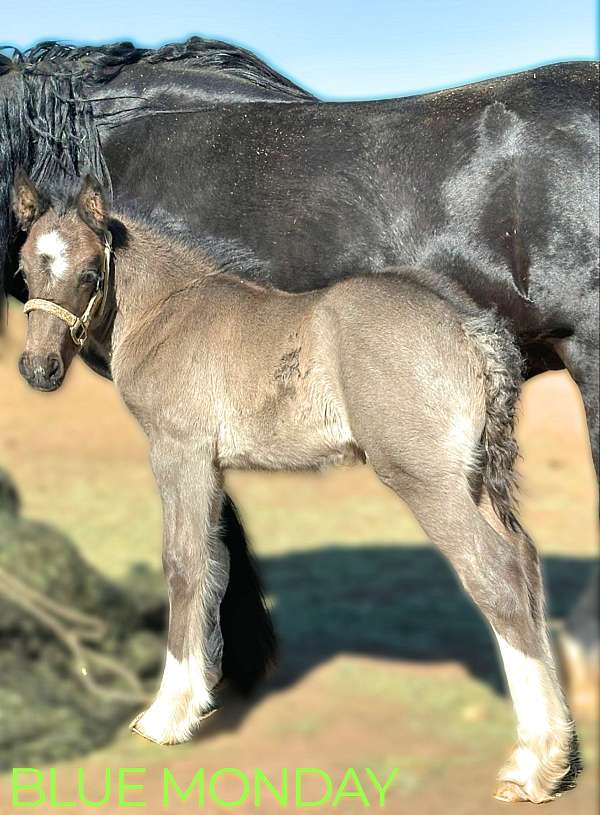 Very Nice Blue Roan Gypsy Vanner Colt