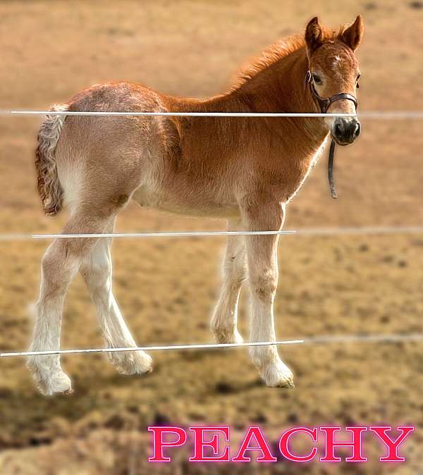 Red Roan Colt to Fire Up Your Life