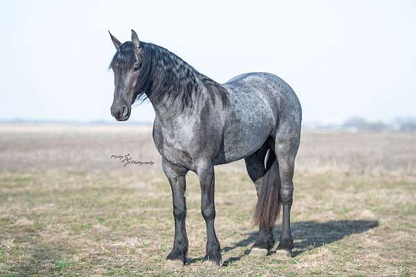 Tyler - a True All-Around Horse 4 yo Blue Roan Friesian Sport Horse Gelding