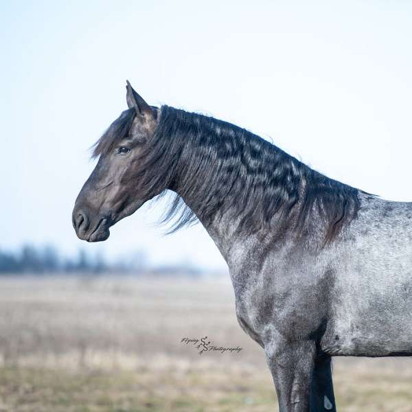 Tyler - a True All-Around Horse 4 yo Blue Roan Friesian Sport Horse Gelding