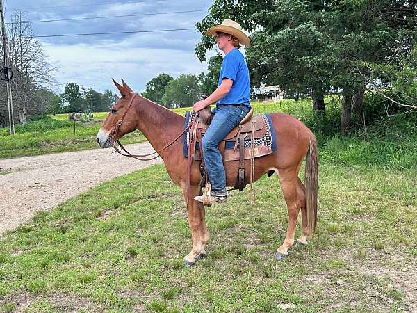Mule That Has Been Trail Ridden All Over - Rich