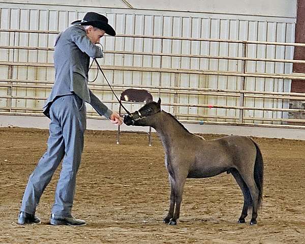 Micro Miniature Stallion Available