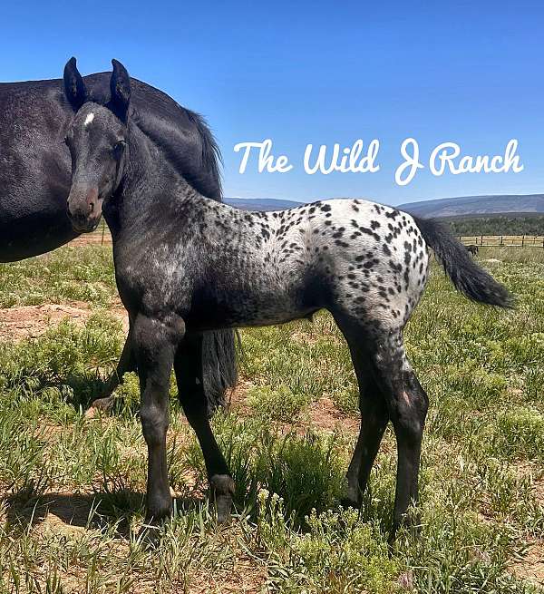 Leopard Friesian Appaloosa Filly