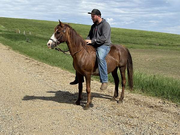 Very Special Pony Looking for a Very Special Person!