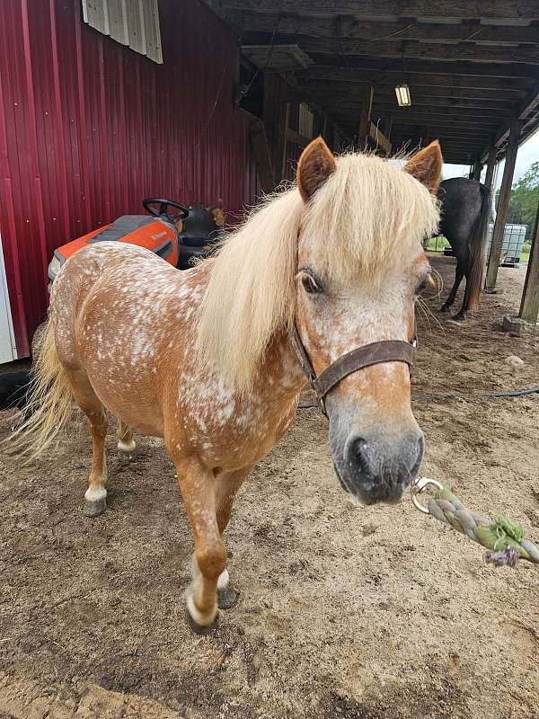 Mini Pony Gelding