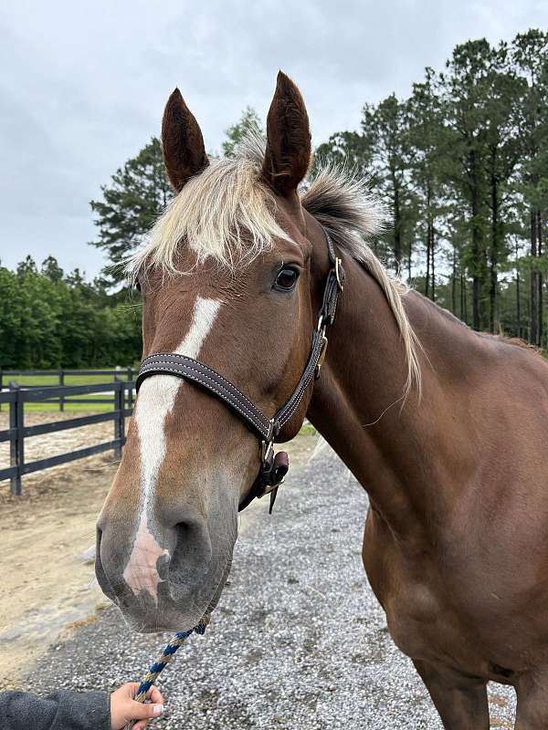 Belgian Morgan Gelding