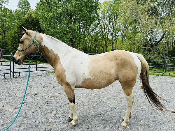 Buckskin Paint Mare – Light Trail or Companion – Sweet Temperament