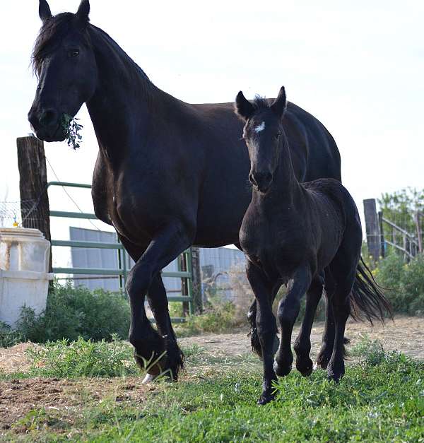 100% Friesian Colt