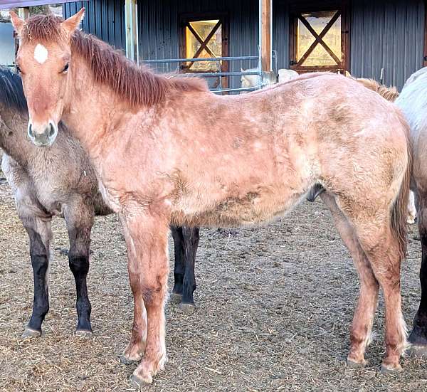 2025 AQHA Red Dun Roan Stallion