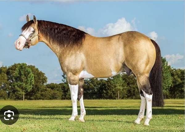 Colt,Quarter Horse, Gunner Dun It Again