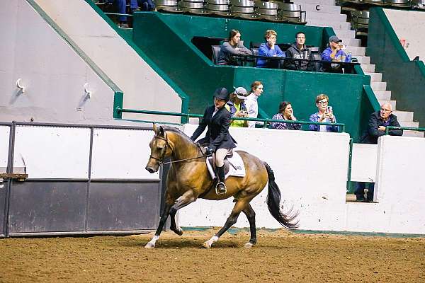 Gorgeous Multi Discipline AQHA Mare