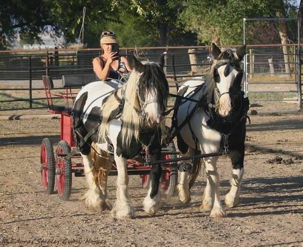 Zelda & Ganieda - Mother/Daughter Gypsy Cross Driving Team - Pending