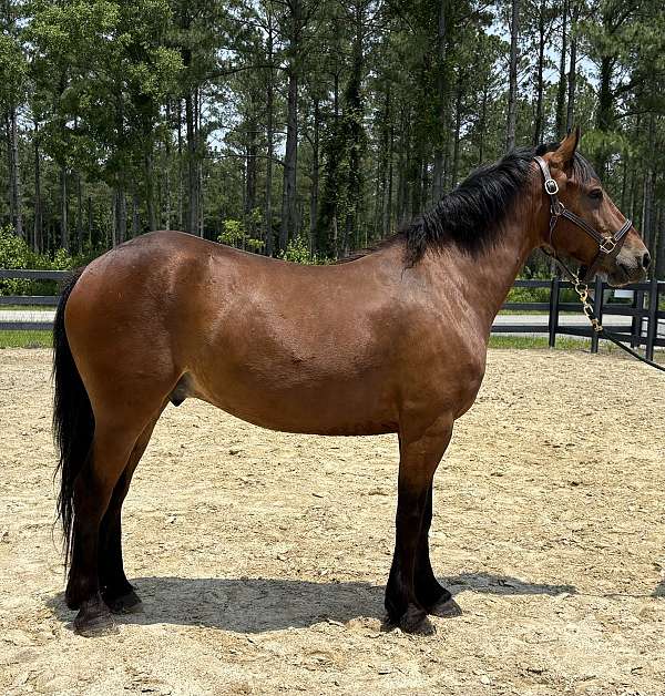 Bay Draft Pony