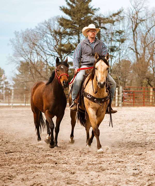 Wilson - Solid Ranch & Roping Horse 7 Yr Old Buckskin Quarter Horse Gelding