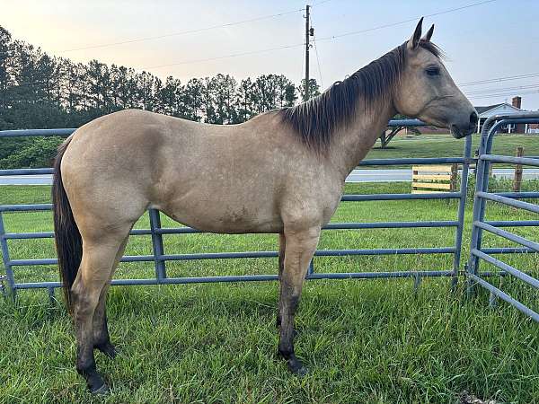 3 Year Old AQHA Mare
