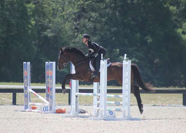 Man From Nazareth--16.1h, 2021 TB Gelding, Trained, Never Raced