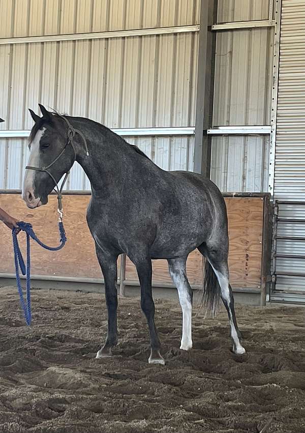 Lovely Sabino TWH Mare for Pleasure, Trails