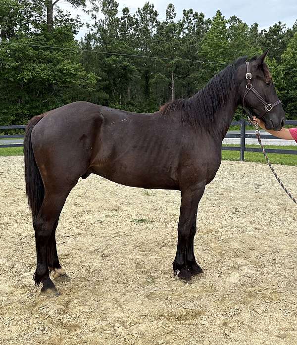 Gentle QH Gelding