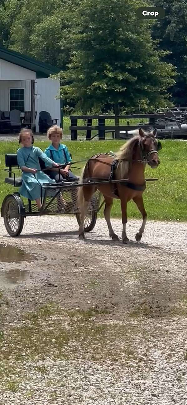 Gaited 40" Driving and Riding Pony