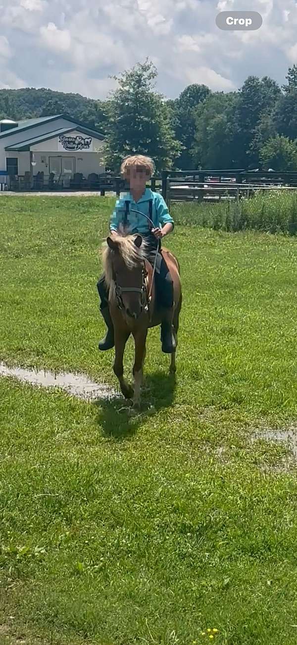 Gaited 40" Driving and Riding Pony