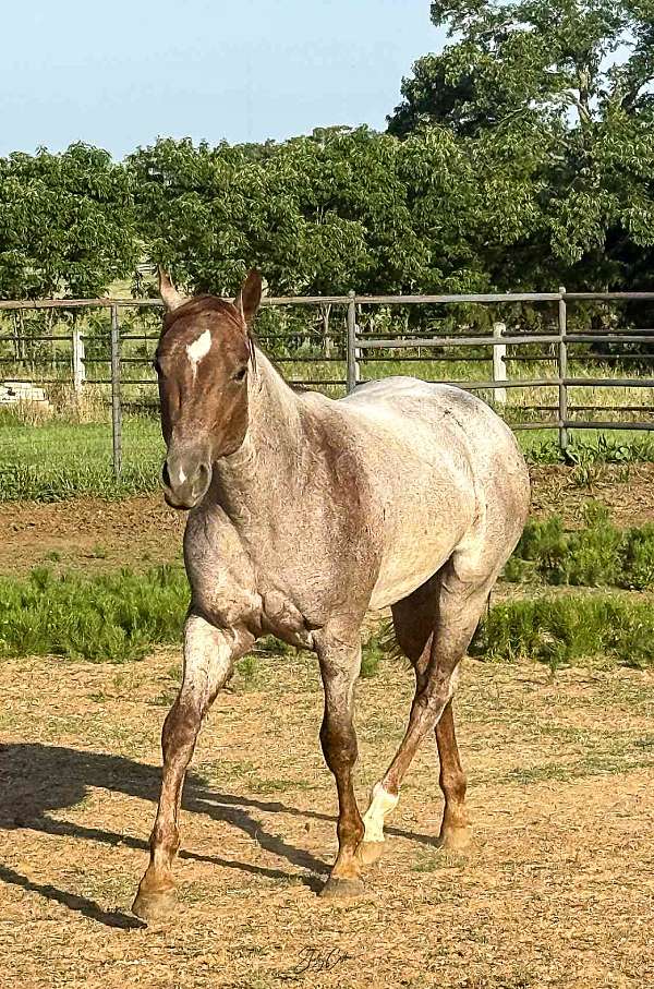 Yearling Stud Colt