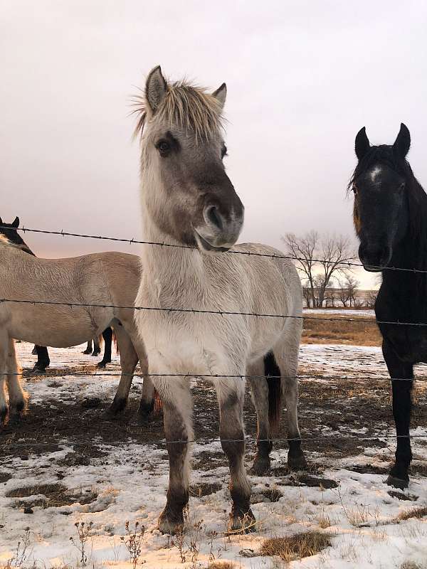 Registered Gray Fjord Filly - Pending
