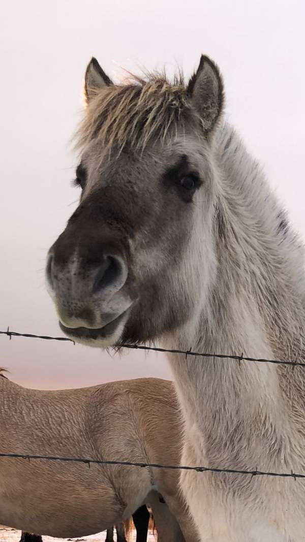 Registered Gray Fjord Filly - Pending