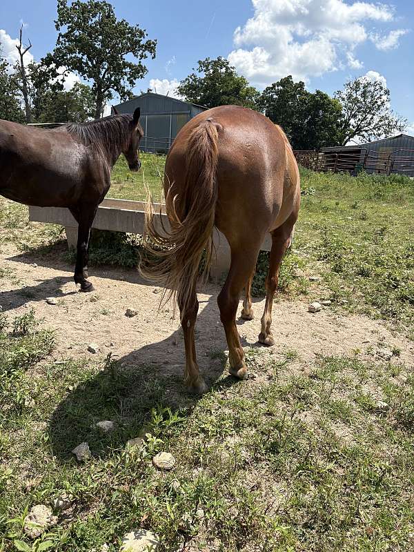 Oh My Gloria!, Quarter Type Mare, Maynard, Arkansas