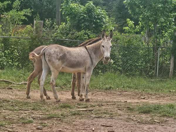 Standard Jenny Donkey