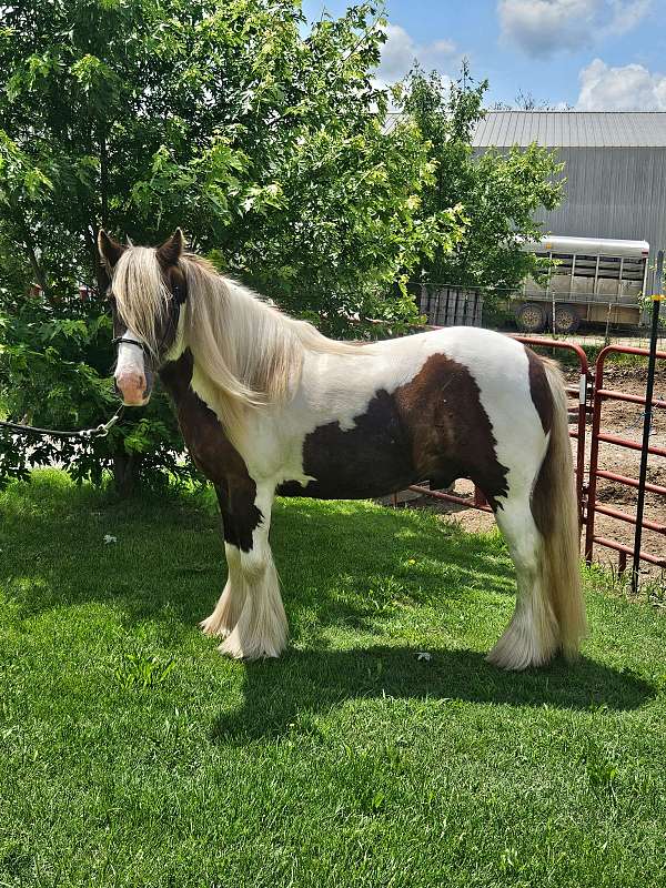 Stunning and Versatile 4 Yr Old Silver Dapple Paint Gypsy Vanner Gelding!