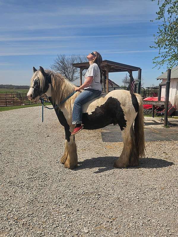 Stunning and Versatile 4 Yr Old Silver Dapple Paint Gypsy Vanner Gelding!