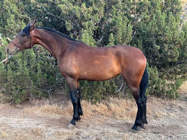 2 Year Old Filly