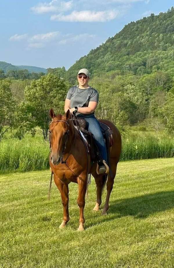 Amazing Red Roan Gelding