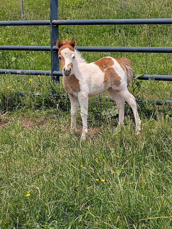 2025 Sorrel Pinto Mini Filly With Blue Eyes