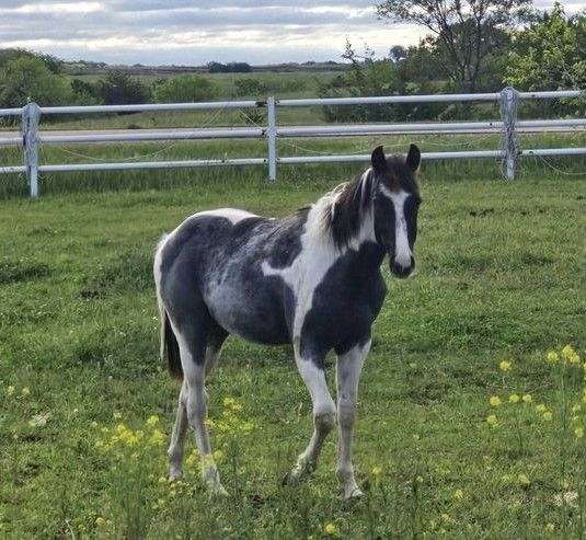 Blue Roan Tobiano Stallion Prospect. Would Also Make Outstanding Gelding.