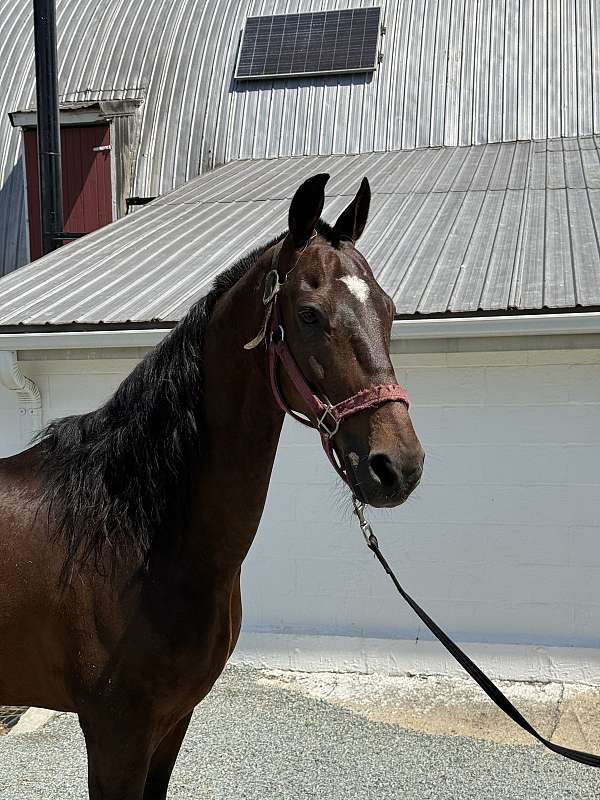 Lightning the Morgan