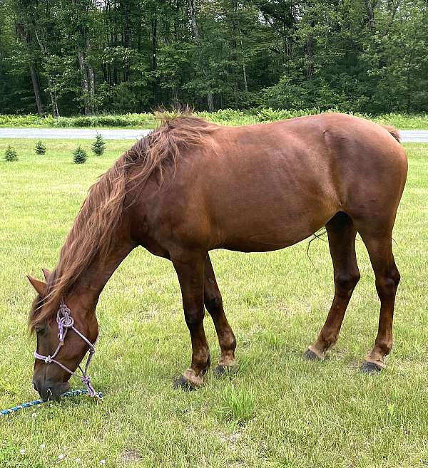 99.2% Foundation Morgan Mare!