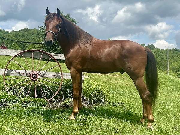 Speed Racking Horse Gelding
