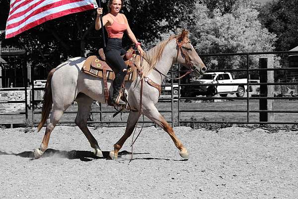Striking Sweet 3 Yr Old Red Roan Belgian/QH Cross Mare!