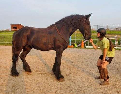 Friesian/Percheron Cross