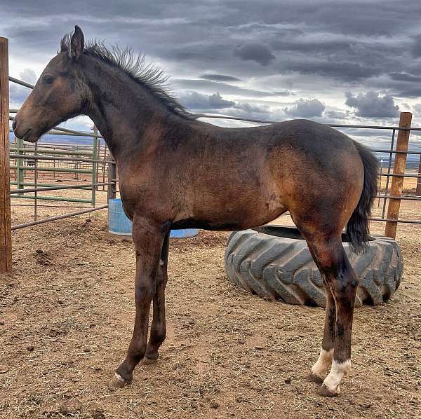 Buckskin Knabstrupper X Friesian Filly