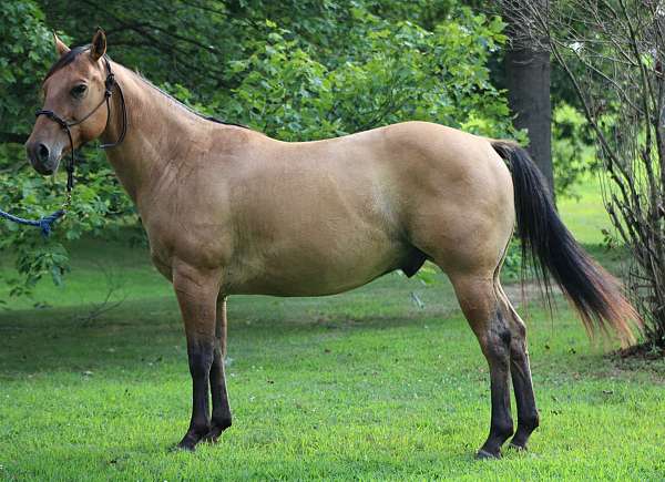Dun/Roan Gelding Sold