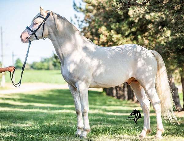 Connemara X Quarter Horse Colt