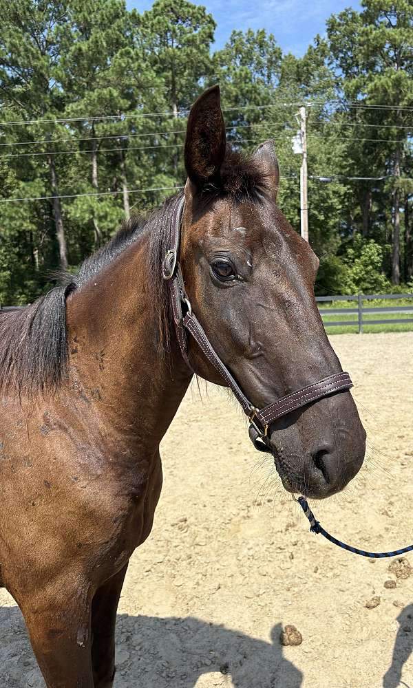 Bay Morgan Mare