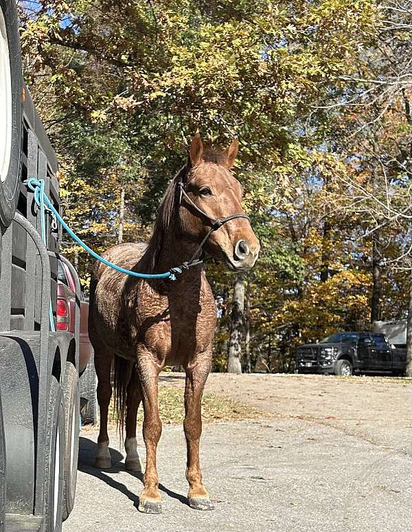 Red Roan Titled Mustang Mare