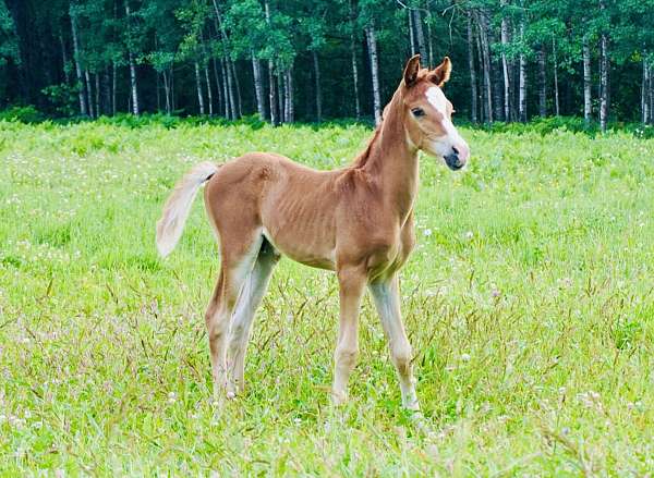 Tall Handsome Dishy Colt