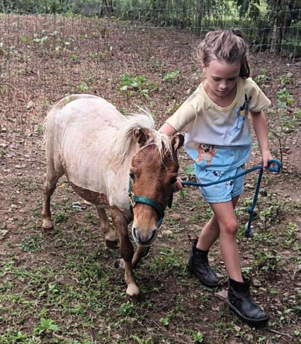 Little Bitty Registered Miniature Horse in Tn Service/Therapy