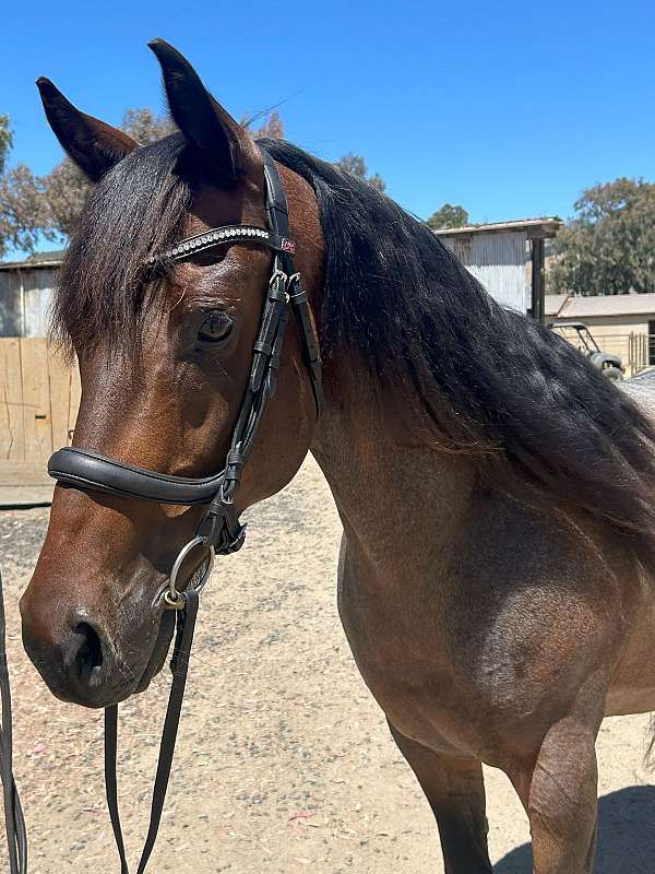 Django-- Handsome & Good-Minded Bay Roan Friesian Cross Gelding