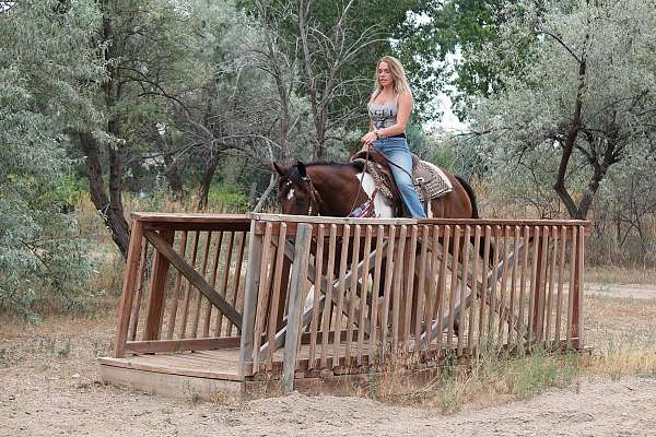 Ultimate Ranch and Trail Deluxe 10 Yr Old Paint Quarter Horse Gelding!